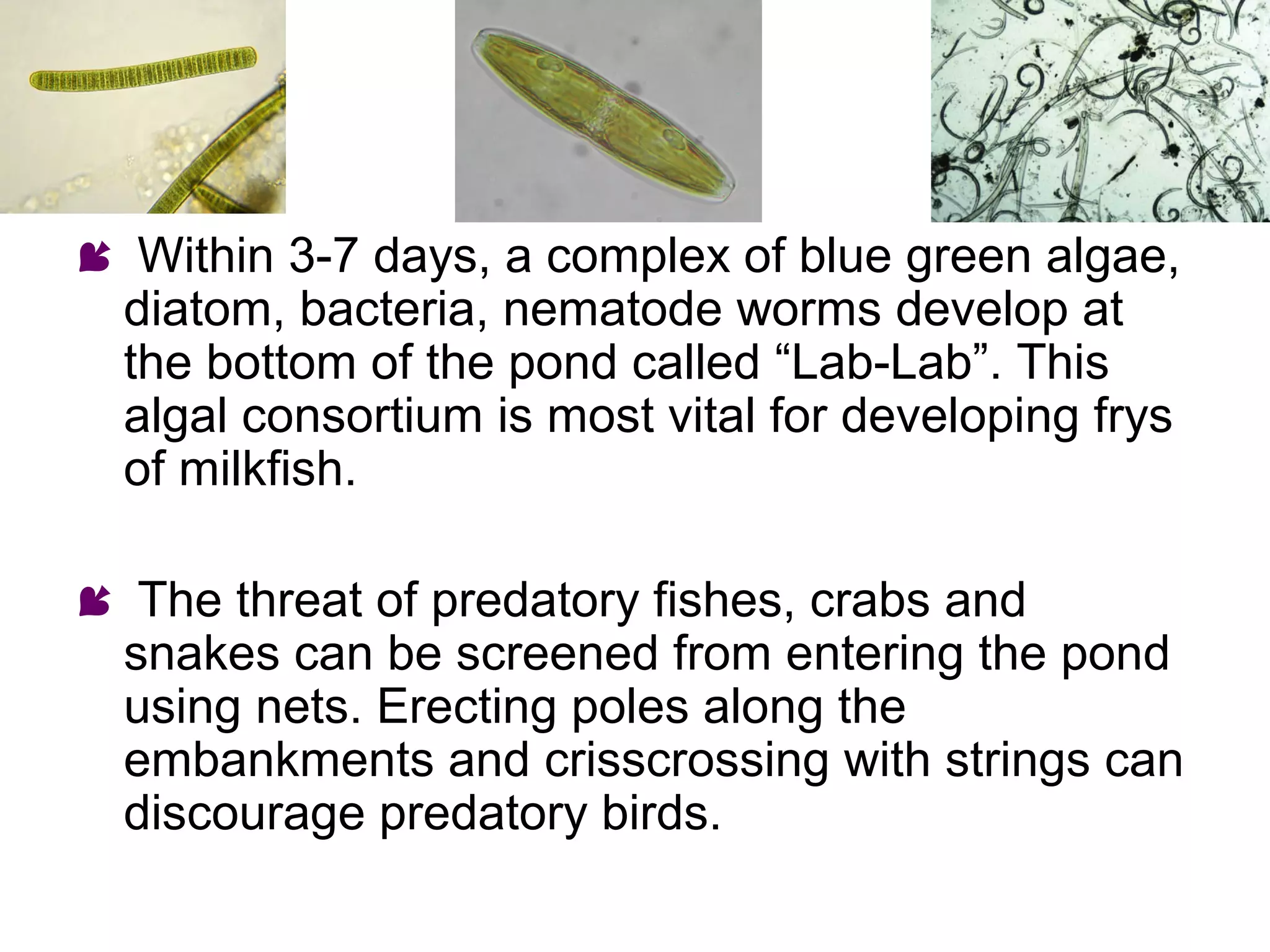 Brackish water aquaculture 007 | PPT