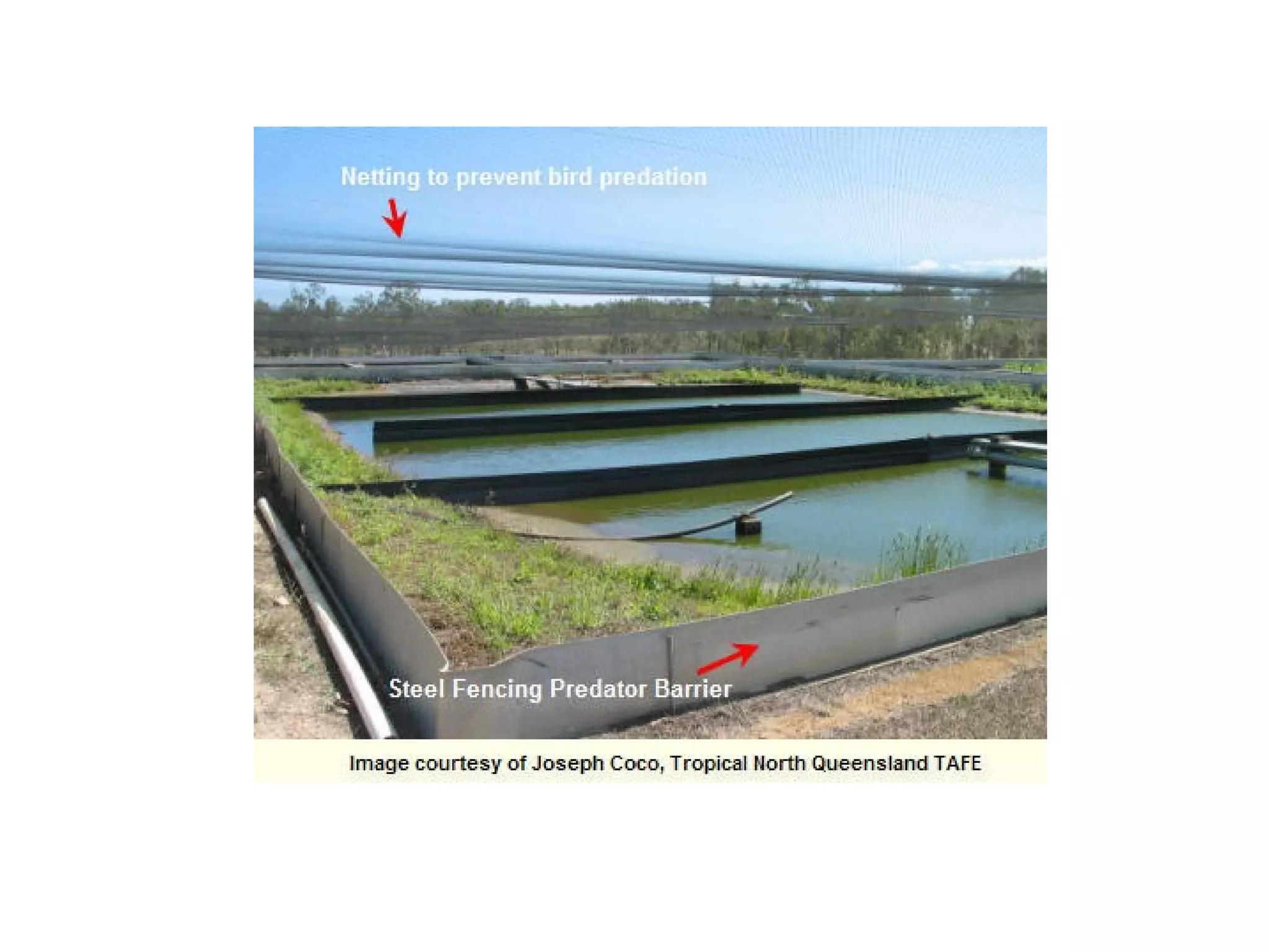 Brackish water aquaculture 007 | PPT