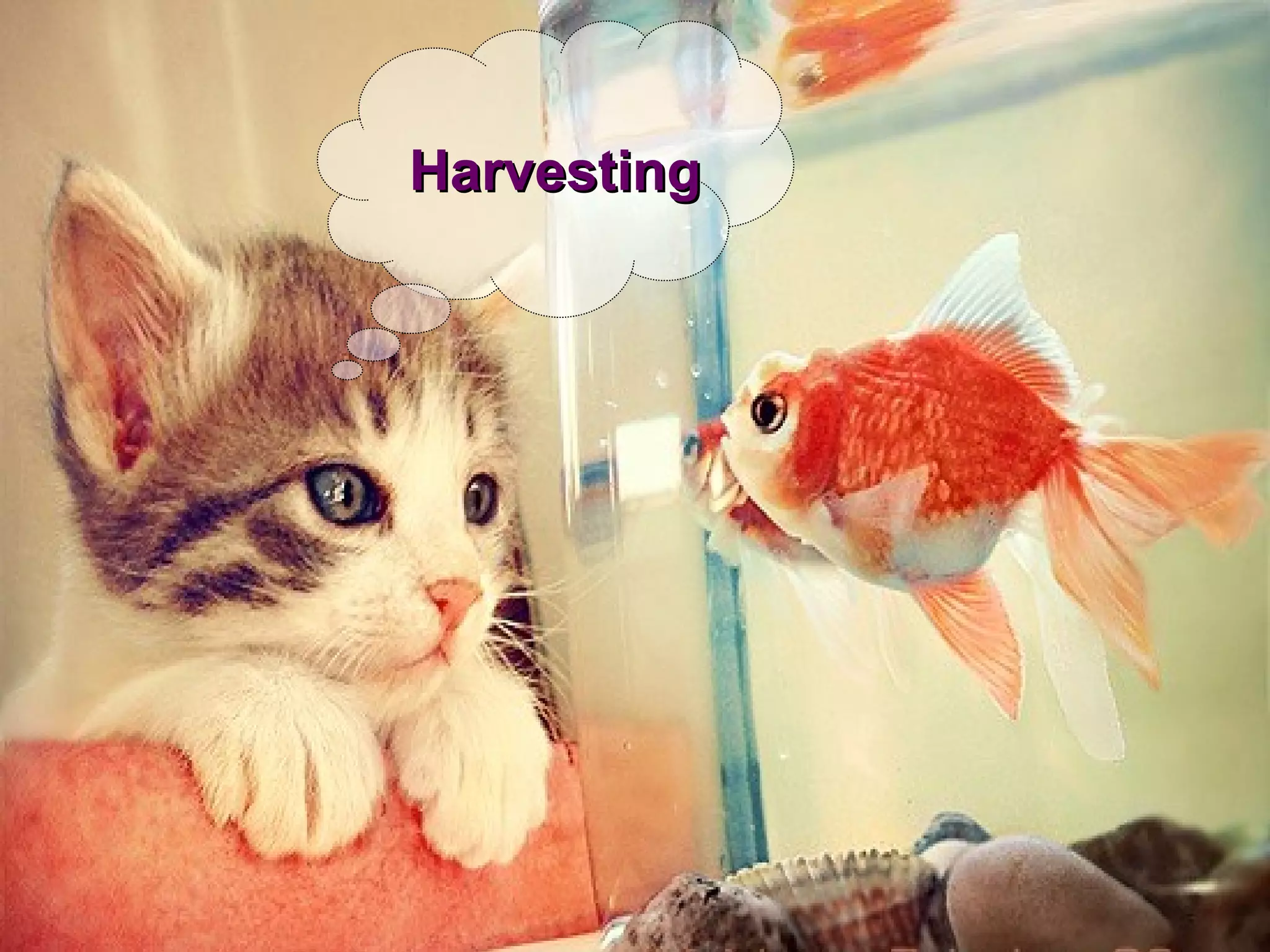 Brackish water aquaculture 007 | PPT