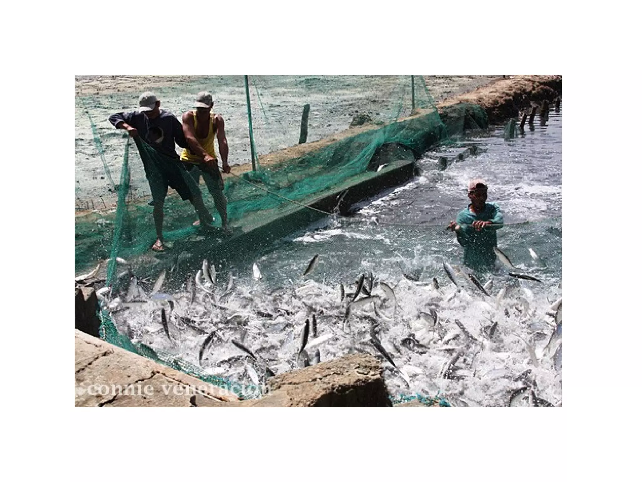 Brackish water aquaculture 007 | PPT