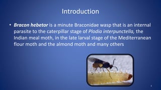 Bracon hebetor | PPTX
