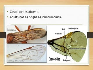 Braconidae, Chalcididae & Bethylidae.pptx