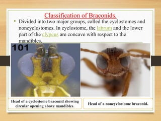 Braconidae, Chalcididae & Bethylidae.pptx