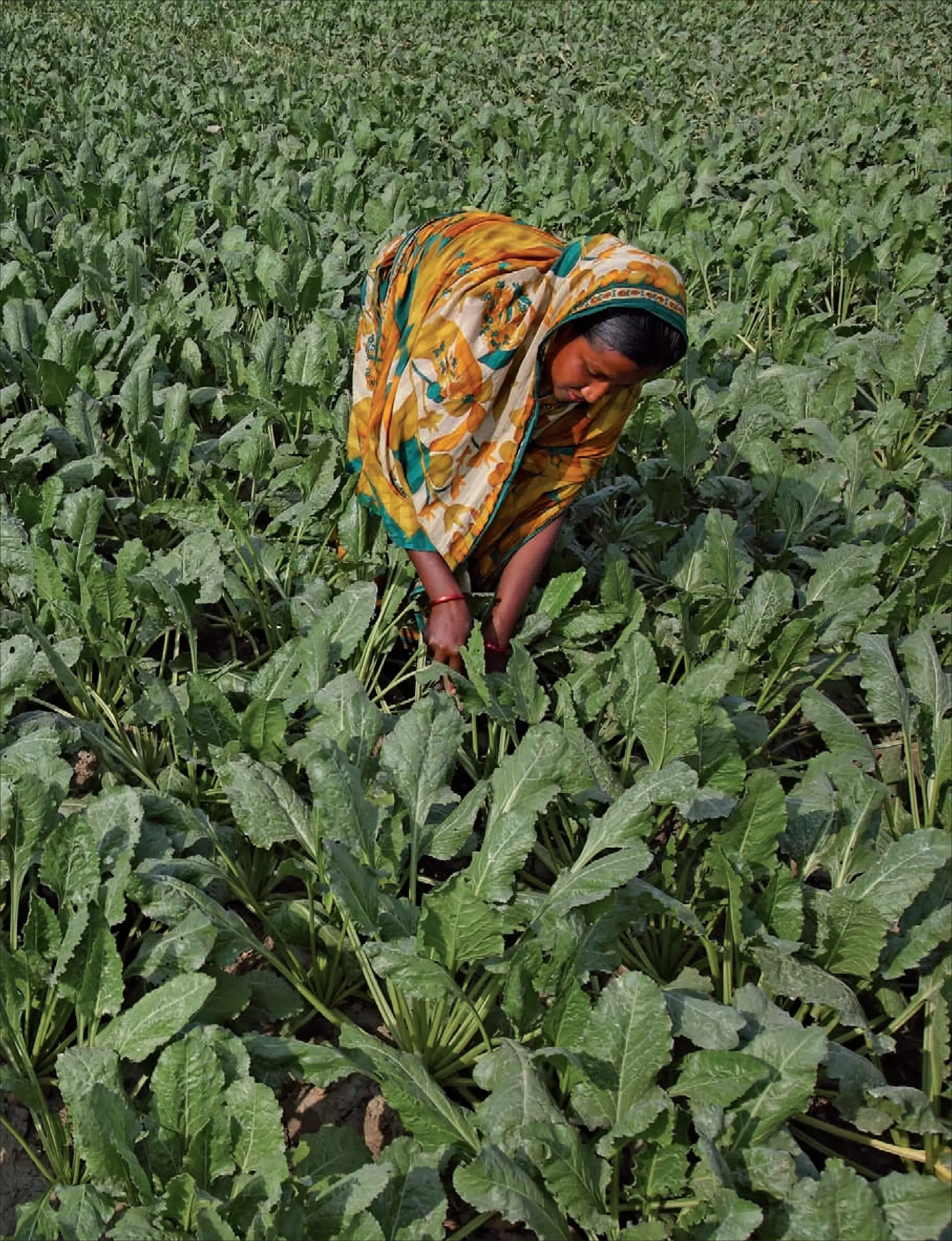 BRAC Report 2009 | PDF