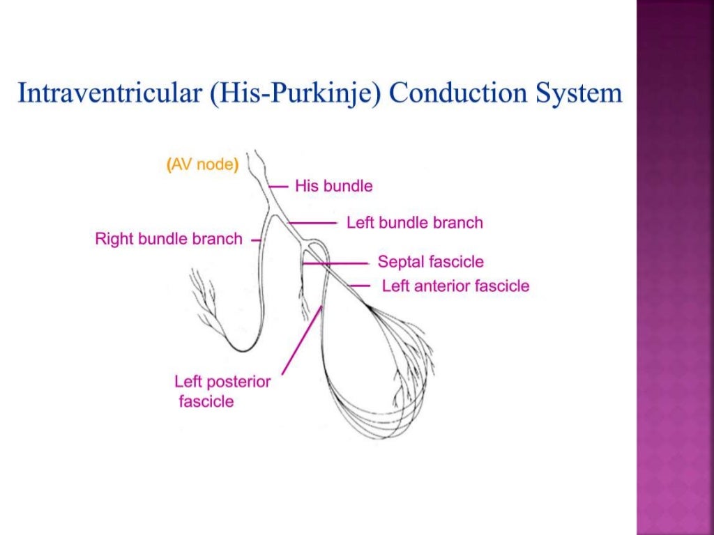 Bradyarrhythmias