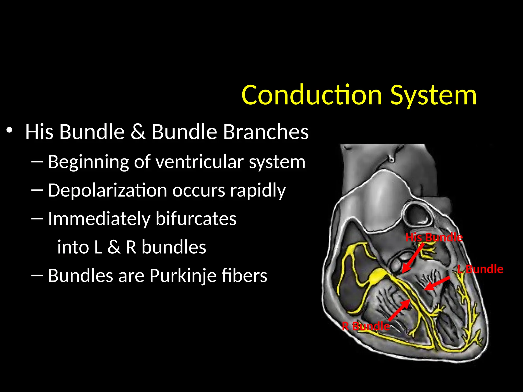 Cardiac rhythm disorders : Brady arrhythmias | PPTX