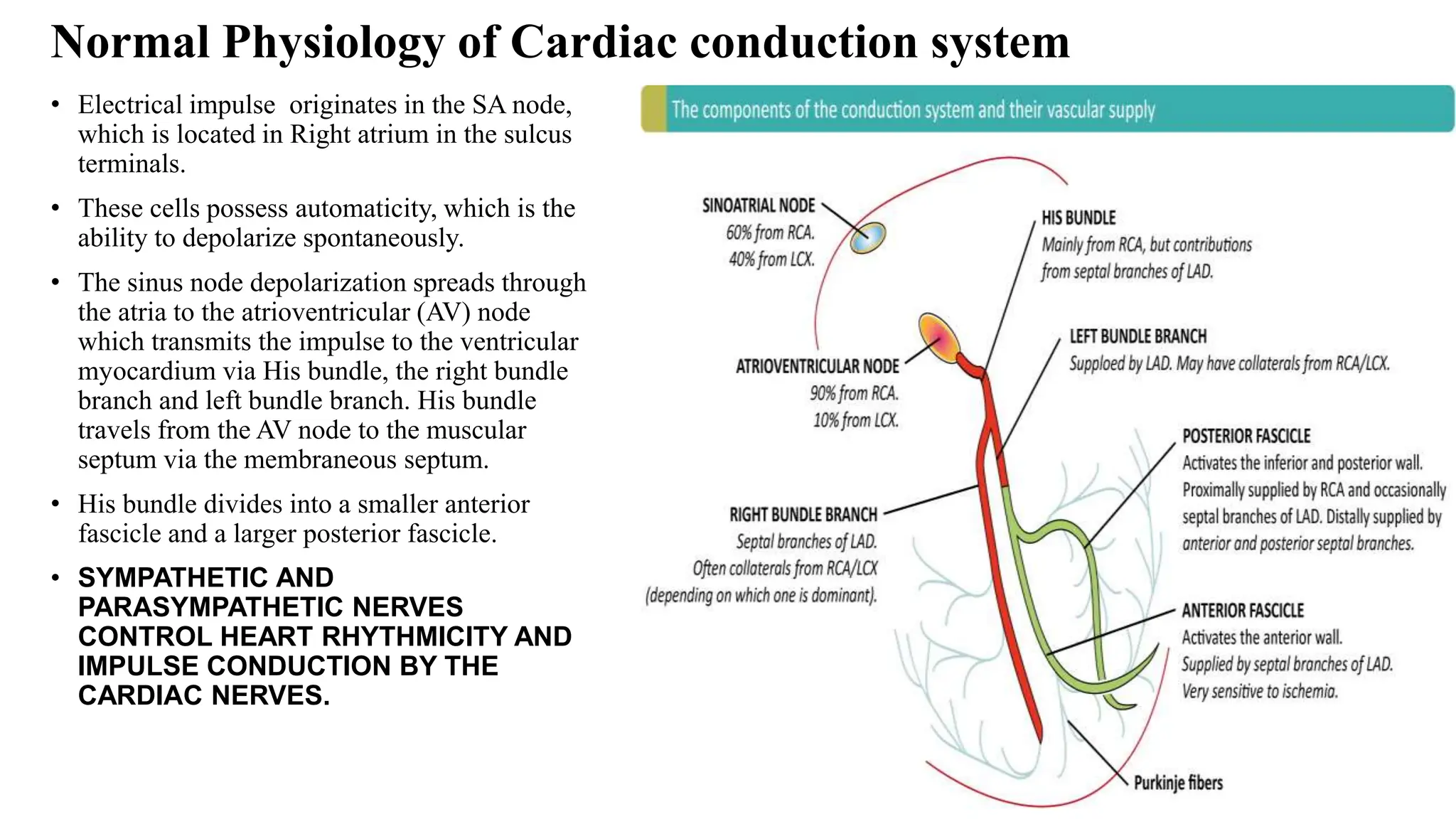 BRADYARRHYTHMIAS; Disorders of SA node , AV node and Intraventricular ...
