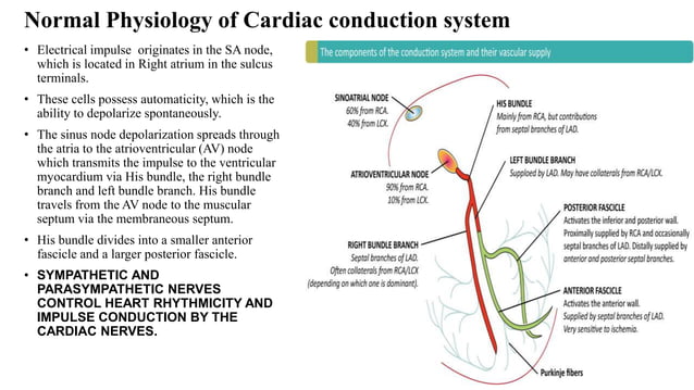 BRADYARRHYTHMIAS; Disorders of SA node , AV node and Intraventricular ...