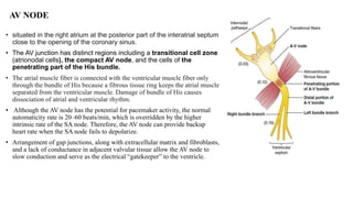 BRADYARRHYTHMIAS; Disorders of SA node , AV node and Intraventricular ...