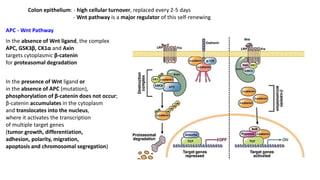 Braf lynch syndrome mmr right and left colon cancer | PPTX