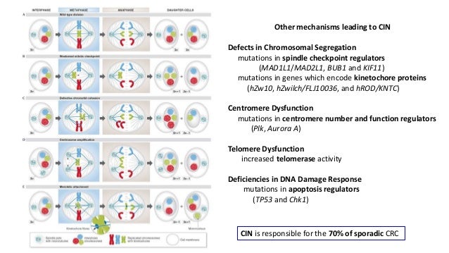 Braf lynch syndrome mmr right and left colon cancer