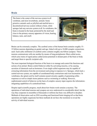 Brain | PDF