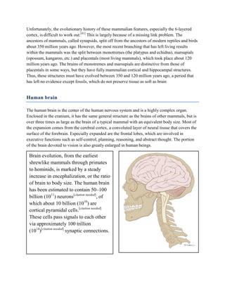 Brain | PDF