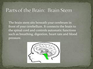 Brain | PPTX