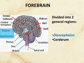 Brain | PPTX