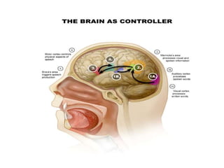 Lateralization, Language,& Split Brain | PPTX