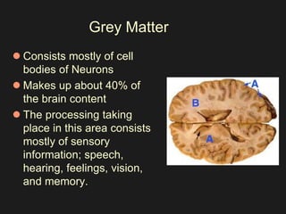 Brain, Neurons, and Spinal Cord | PPTX