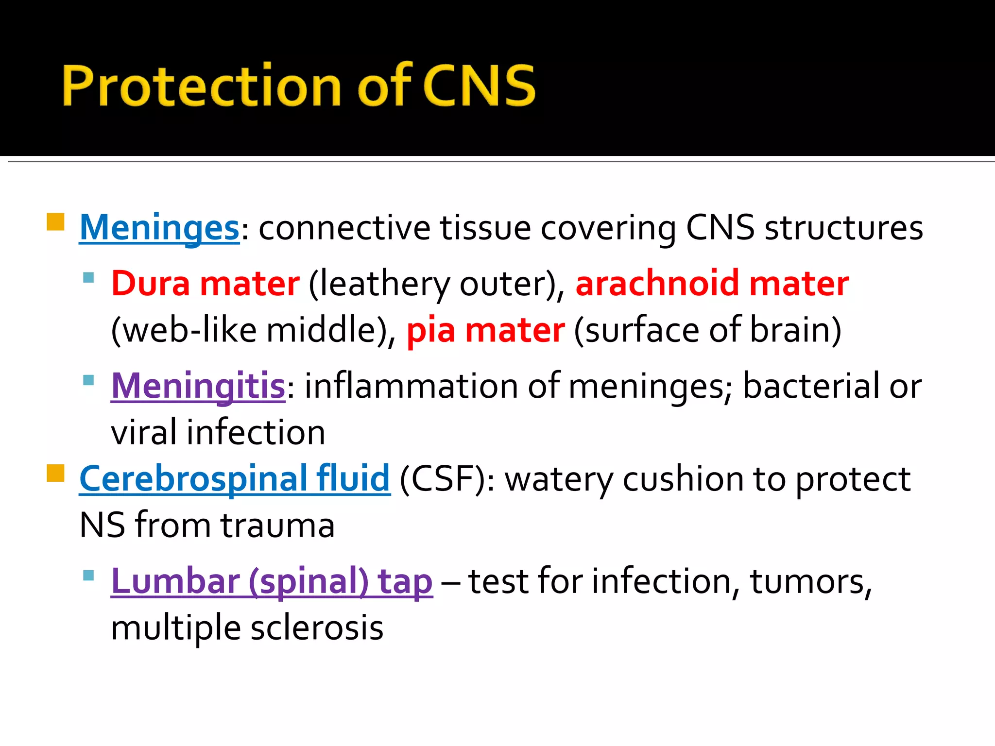Anatomy & Physiology Lecture Notes - Brain | PPT