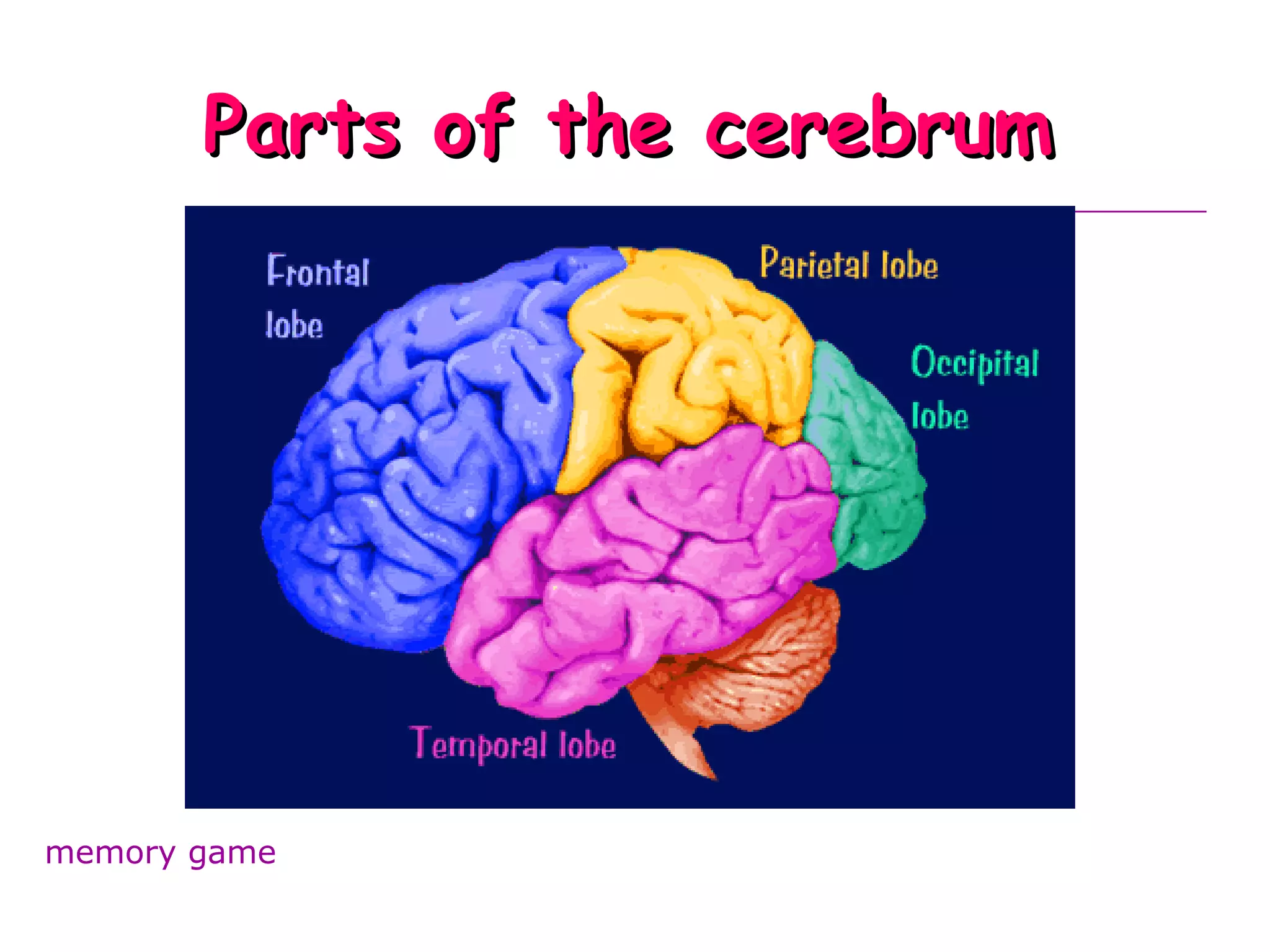 The Brain Powerpoint Presentation | PPT