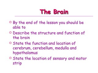 The Brain Powerpoint Presentation | PPT