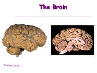 The Brain Powerpoint Presentation | PPT