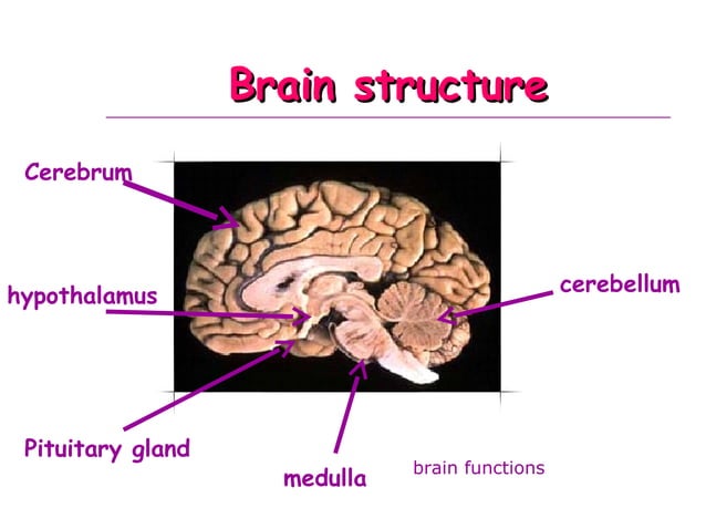 The Brain Powerpoint Presentation | PPT