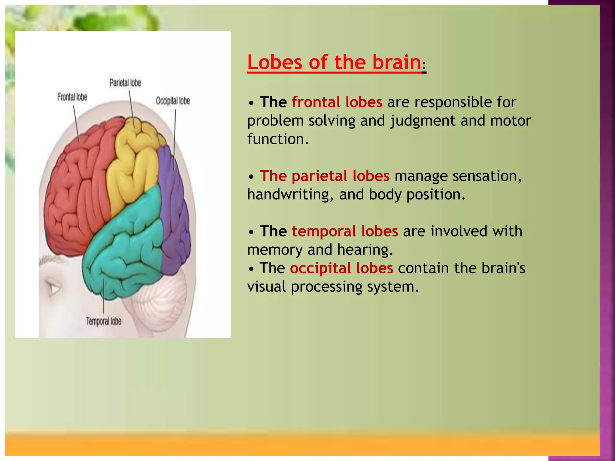 Brain | PPTX