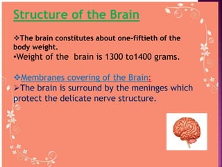 Brain | PPTX