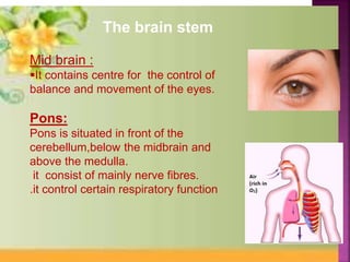 Brain | PPT