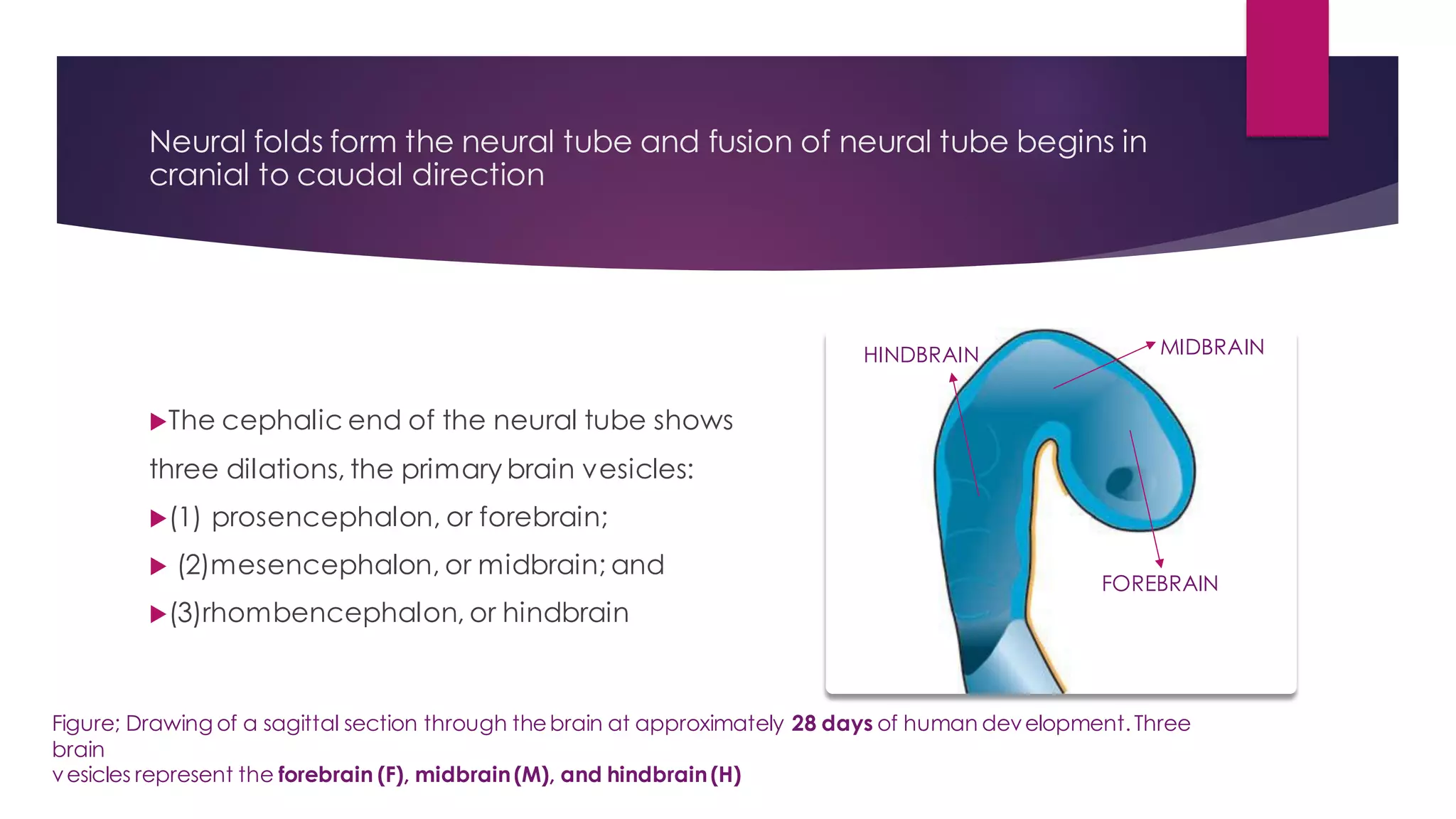 Brain- THE ORIGIN..ANATOMY | PDF