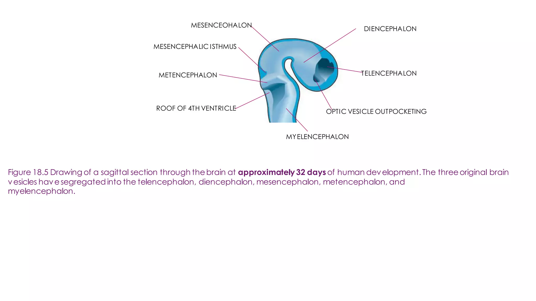 Brain- THE ORIGIN..ANATOMY | PDF