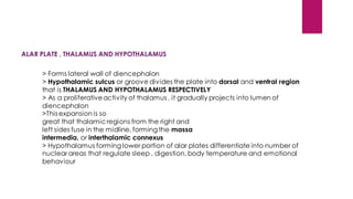 Brain- THE ORIGIN..ANATOMY | PDF
