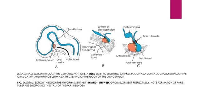Brain- THE ORIGIN..ANATOMY | PDF