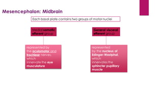 Brain- THE ORIGIN..ANATOMY | PDF