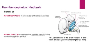 Brain- THE ORIGIN..ANATOMY | PDF