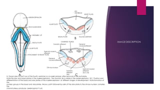 Brain- THE ORIGIN..ANATOMY | PDF