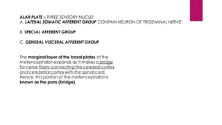 Brain- THE ORIGIN..ANATOMY | PDF