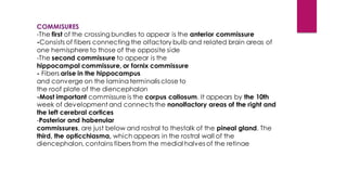 Brain- THE ORIGIN..ANATOMY | PDF