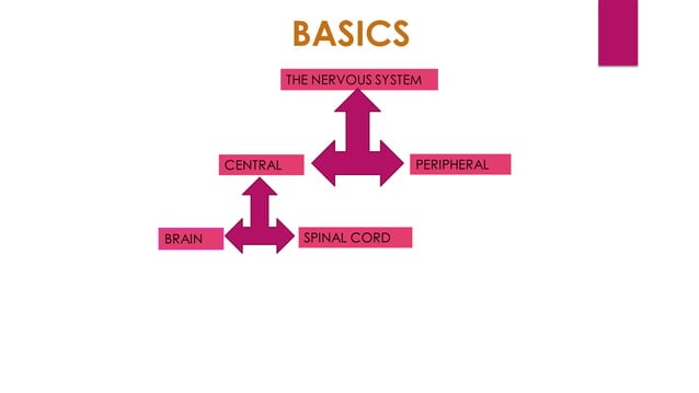 Brain- THE ORIGIN..ANATOMY | PDF
