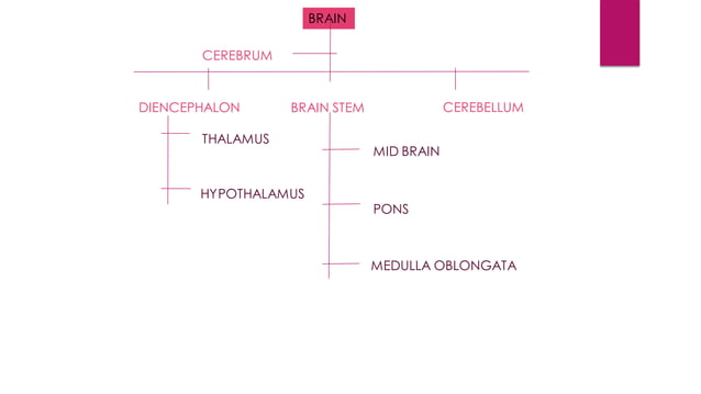 Brain- THE ORIGIN..ANATOMY | PDF