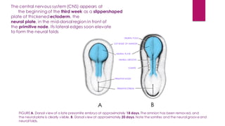 Brain- THE ORIGIN..ANATOMY | PDF