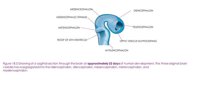 Brain- THE ORIGIN..ANATOMY | PDF