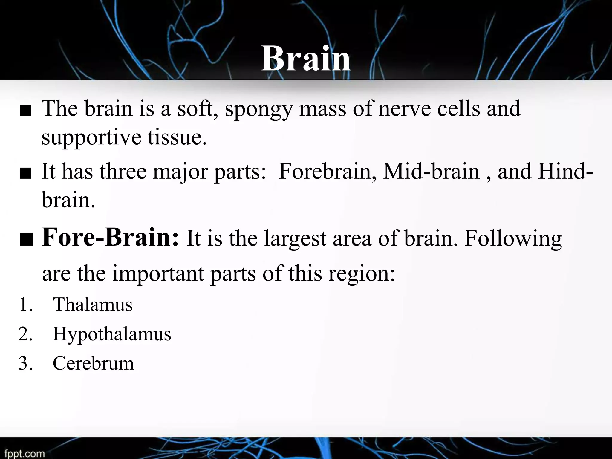 Spinal Cord and brain | PPT