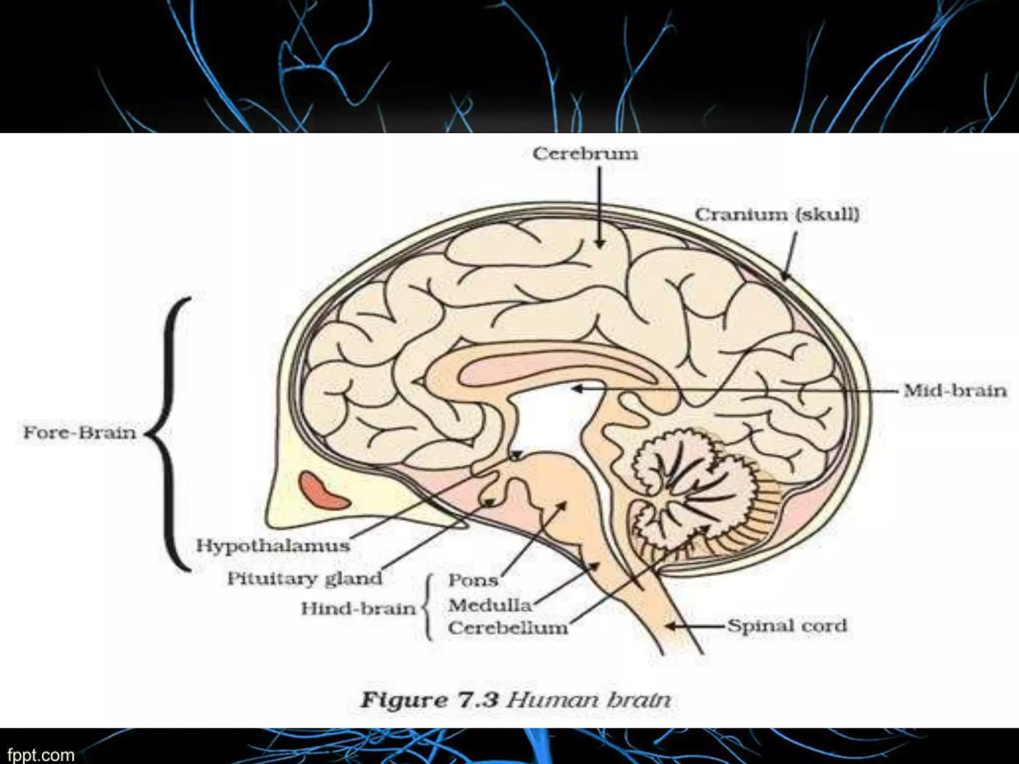 Spinal Cord and brain | PPT