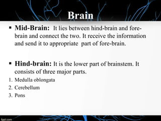 Spinal Cord and brain | PPT