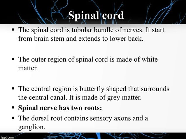 Spinal Cord and brain | PPT