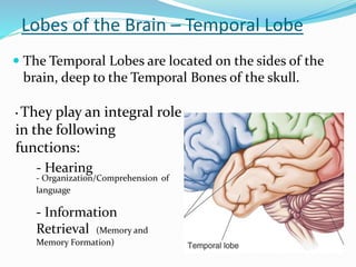 Brain | PPT