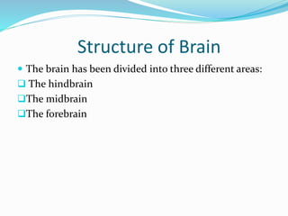 Brain | PPT