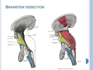 Tectum In Anatomy