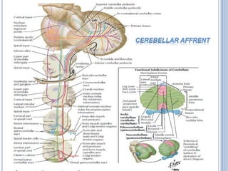 Brainstem Anatomy Netter